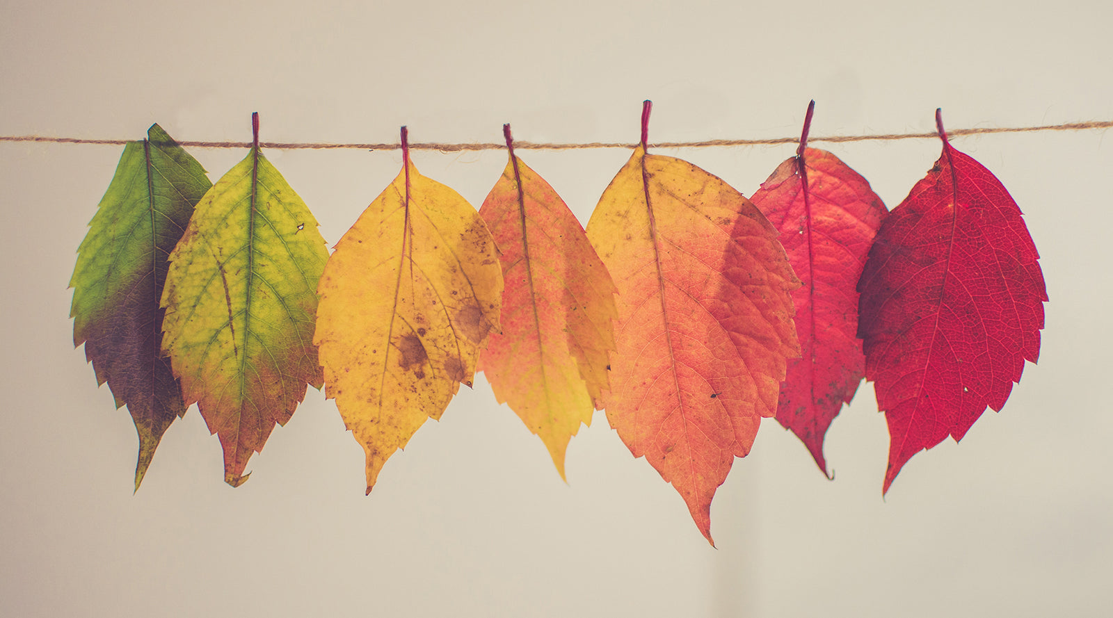 Flowers That Symbolise Magic and Power