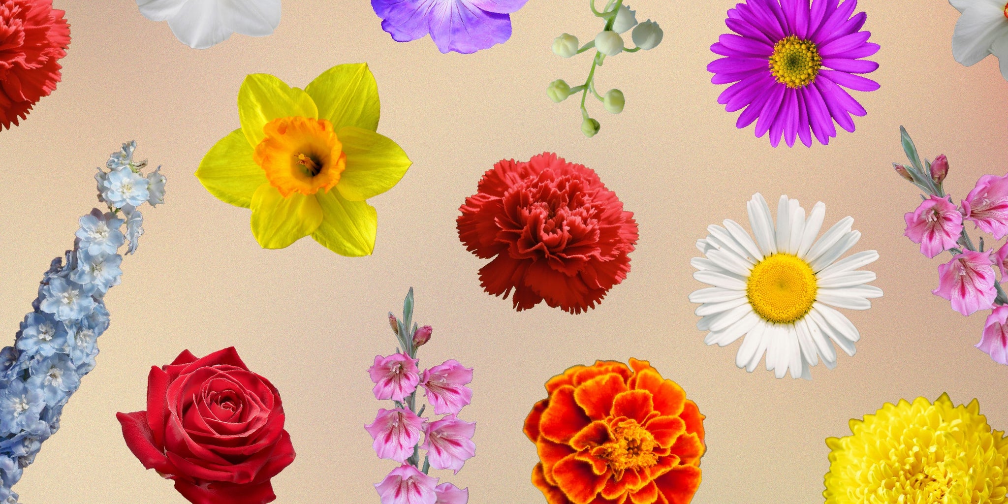 Birth Month Flowers - A Definitive Guide 💐