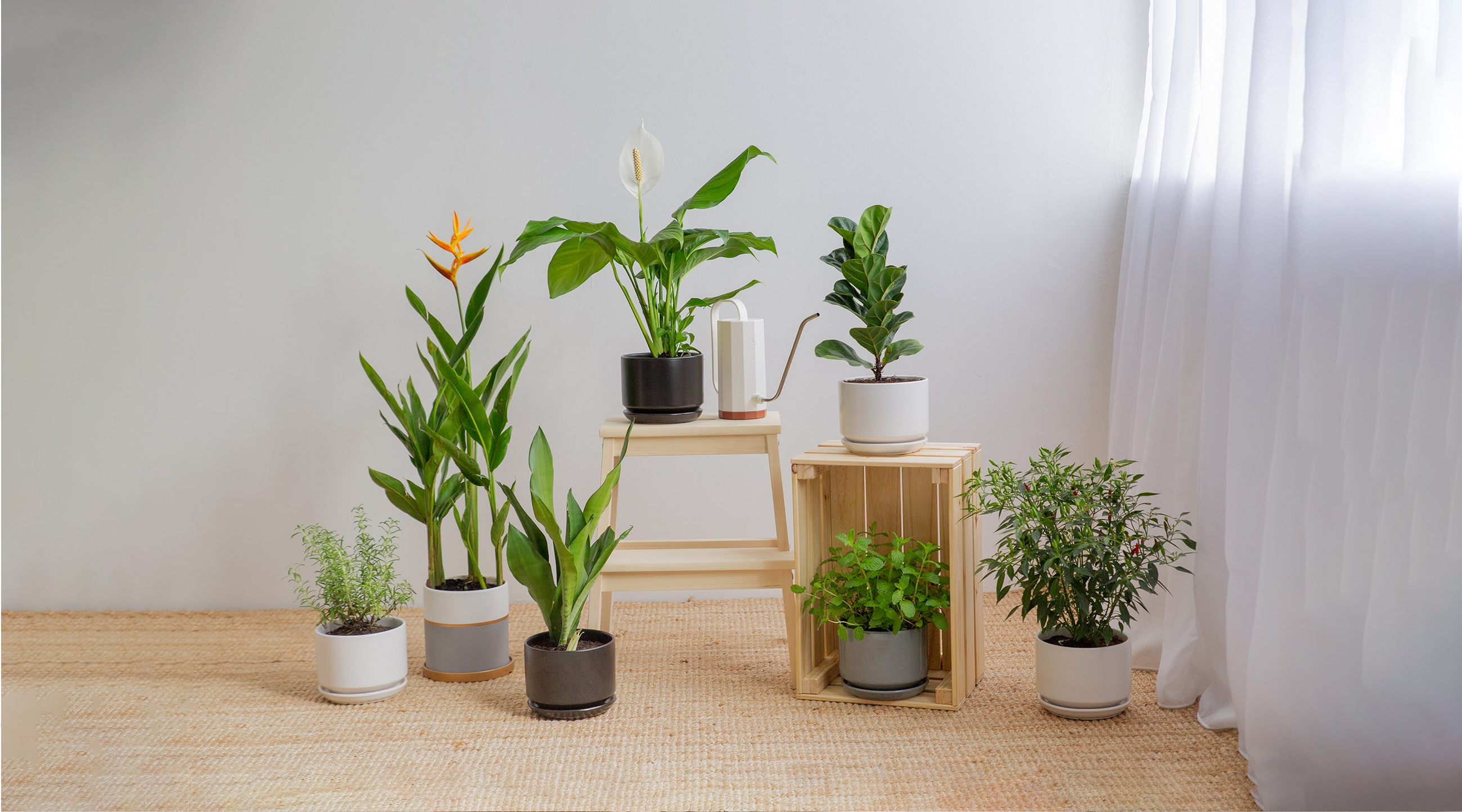 Elegant Orchids & Indoor Plants | Free Delivery - Bloomthis