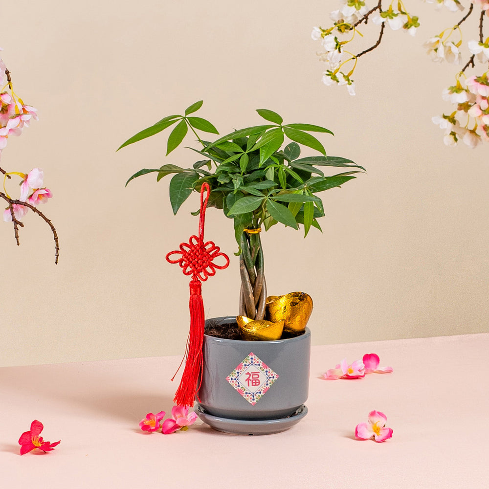 Money Tree Chinese New Year Plant 2025 | Free Delivery | BloomThis
