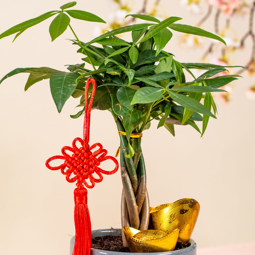 Money Tree Chinese New Year Plant 2025 | Free Delivery | BloomThis