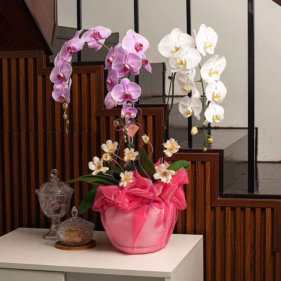 Indira Pink & White Phalaenopsis Orchid (3 Stalks) | Free Delivery ...