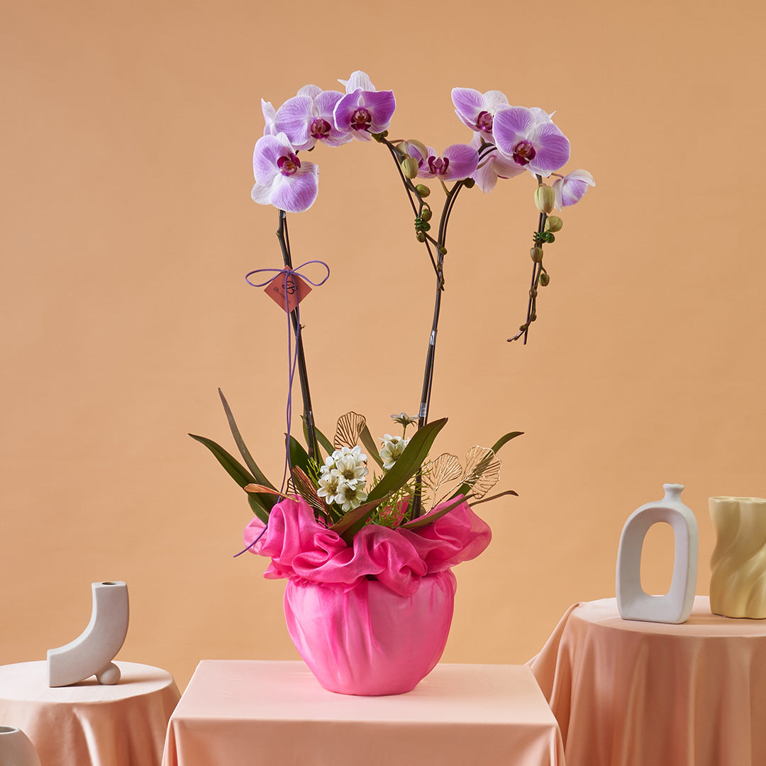 Indira Pink & White Phalaenopsis Orchid (2 Stalks) | Free Delivery ...