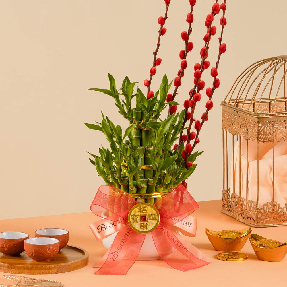 Lucky Bamboo Chinese New Year Plant | Free Delivery | BloomThis